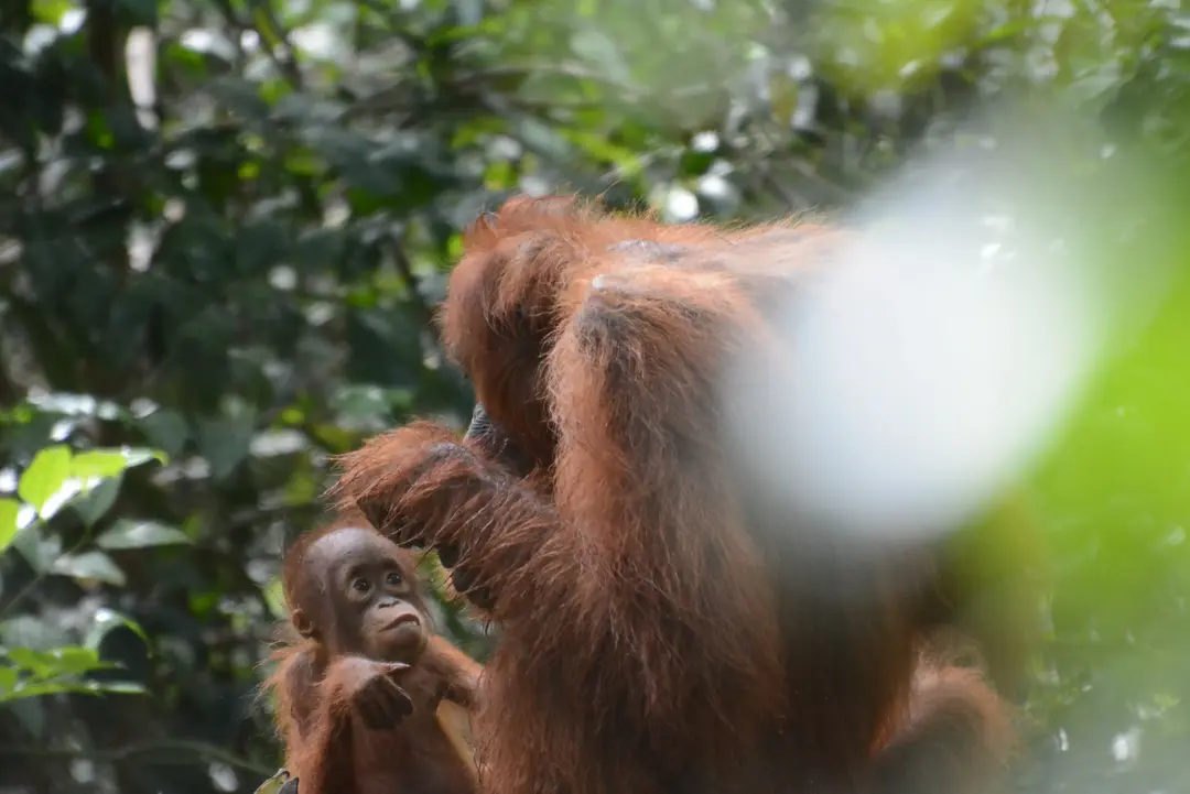 Rimba Raya Conservation